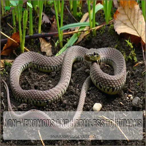 Snakes That Look Like Worms: Facts, Behavior, and Why They Fascinate