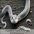 How Do Snakes Poop? Facts, Tips & Secret Details You Never Knew! (2025 ...