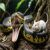 Feeding a Ball Python: Easy Guide to Proper Snake Diet (Perfect for ...