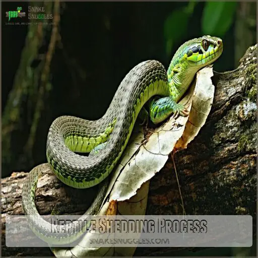 Reptile Skin Shedding Solutions: Tips for Healthy Shedding and Care