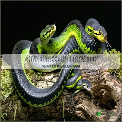 Pet Snake Breed Information: Top 10 Species Perfect for New Owners (2025)