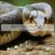How Do Snakes Poop? Facts, Tips & Secret Details You Never Knew! (2025 ...