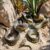 Desert Habitat for Snakes: Deadly Species Inside