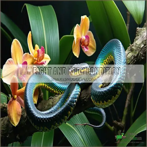 Rainbow Boa Care: The Ultimate Owner's Guide