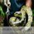 Snake Wrapping and Handling: Safe Practices to Avoid Bites and Stress