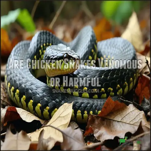 What is a Chicken Snake? The Surprising Truth About These Unique Snakes