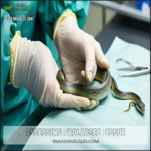 Understanding Snake Prolapse Treatment: 5 Life-Saving Steps for Your Pet