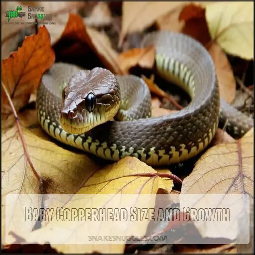 What Do Baby Copperhead Snakes Look Like? 15 Warning Signs to Know!