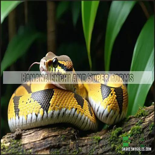 Banana Ball Python Genetics: Stunning Secrets Behind These Golden Morphs