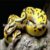 Banana Ball Python Genetics: Stunning Secrets Behind These Golden Morphs