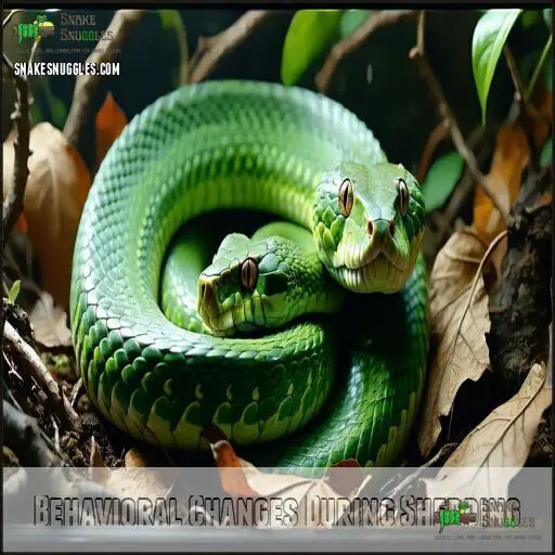 Snake Shedding Cycle Guide: Signs, Care Tips, and Common Problems Explained