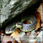 Do Snakes Hibernate? Brumation Explained + Species That Do & Don’t