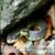 Do Snakes Hibernate? Brumation Explained + Species That Do & Don’t