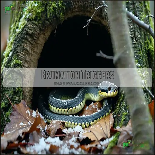 Do Snakes Hibernate? Brumation Explained + Species That Do & Don’t