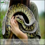 Burmese Python Care Sheet: Secrets of Massive Snake Success!
