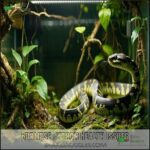 Burmese Python Care Sheet: Secrets of Massive Snake Success!