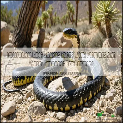 California King Snakes Facts With Pictures and Video: Stunning Pet Reptiles