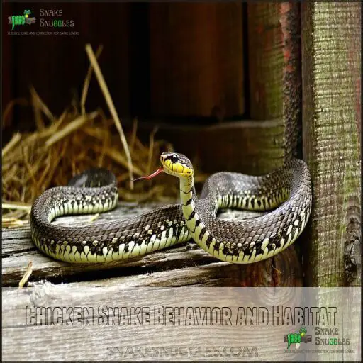 What is a Chicken Snake? The Surprising Truth About These Unique Snakes