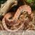 Best Substrate for Corn Snakes: Top 8 Bedding Picks for 2025