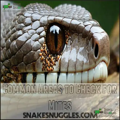 Snake Mites Treatment Home Remedies: Effective Ways to Eliminate Mites