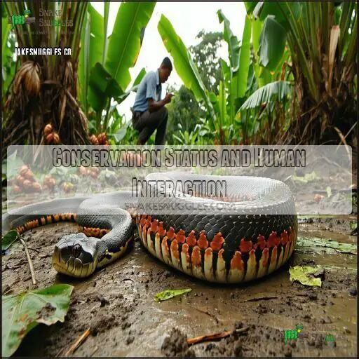 Blood Python: Facts, Habitat, Behavior, and Care Tips for Enthusiasts