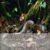 What Do Milk Snakes Eat? 7 Surprising Prey Items You Never Knew About!