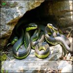 Do Snakes Hibernate? Brumation Explained + Species That Do & Don’t