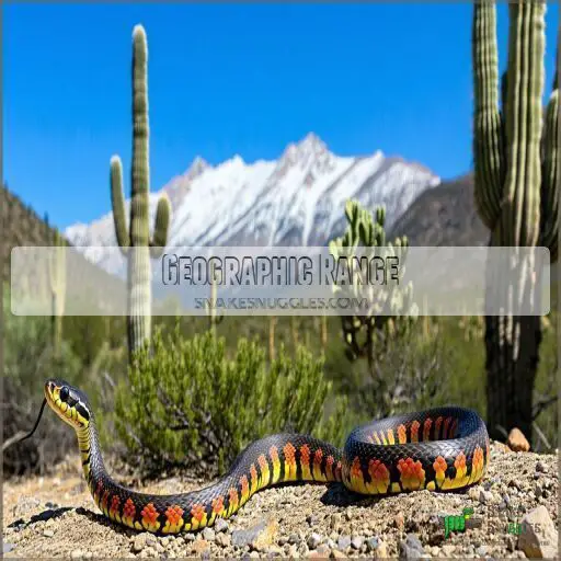 California King Snakes Facts With Pictures and Video: Stunning Pet Reptiles