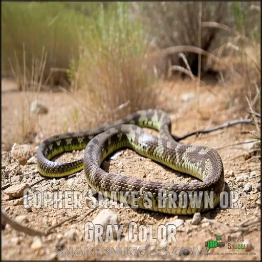 Rattlesnake Vs Gopher Snake: Key Differences You Need to Know