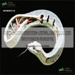 How Snakes Breathe: Lungs, Nostrils, and Surprising Secrets!