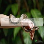 Boa Constrictor Vs Python: 10 Key Differences You Need to Know (2024)