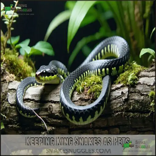 California King Snakes Facts With Pictures and Video: Stunning Pet Reptiles