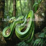 How Long Do Snakes Sleep? The Surprising Secrets Revealed!