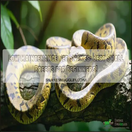 Low Maintenance Pet Snakes: Best Small Breeds for Beginners!