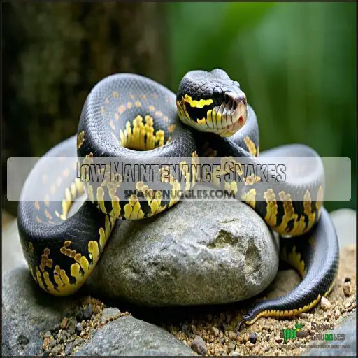 Low Maintenance Pet Snakes: Best Small Breeds for Beginners!