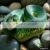 Lumps on Snake: Causes, Symptoms, and What You Need to Know