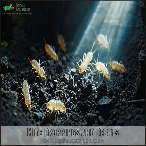 How to Identify Snake Mites: 7 Warning Signs Every Reptile Owner Must Know