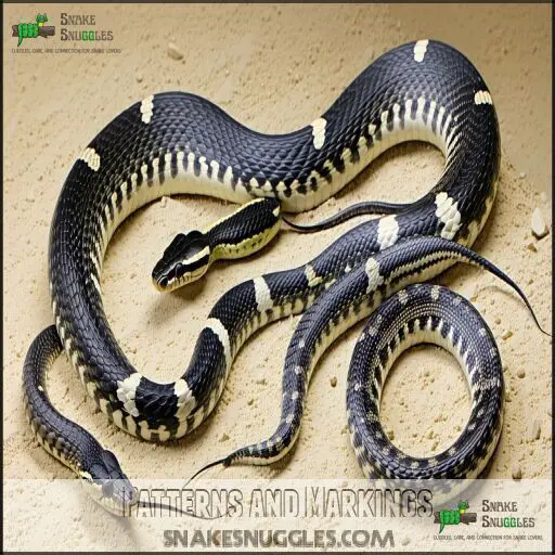 California King Snakes Facts With Pictures and Video: Stunning Pet Reptiles