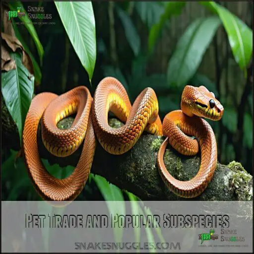 Boa Constrictor Species Profile: Facts, Subspecies, Size, and Habitat