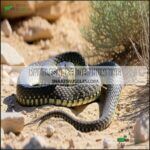 Rattlesnake Facts: Habitat, Diet, Venom, and Surprising Traits