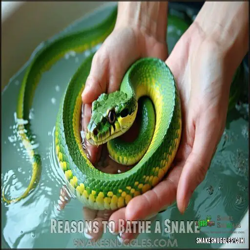 How to Bathe a Snake: Easy Steps Every Reptile Owner Should Know