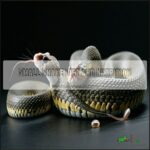 Best Small Snake Species: 7 Tiny Pets Perfect for Beginners & Small Spaces