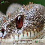 How to Identify Snake Mites: 7 Warning Signs Every Reptile Owner Must Know