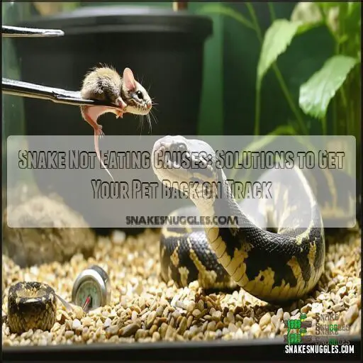 Creating Bioactive Terrarium for Snakes: Step-by-Step Guide