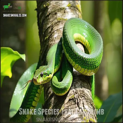 How Do Snakes Move? 4 Fascinating Ways Snakes Slither Without Legs