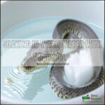 Snakes Eye Caps Won't Come Off? Tips to Help Your Snake Shed Safely