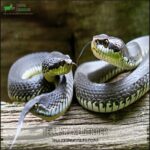 How to Tell The Gender of a Snake: 7 Foolproof Methods That Work!