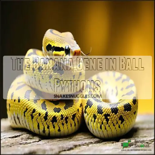 Banana Ball Python Genetics: Stunning Secrets Behind These Golden Morphs