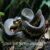 Blood Python: Facts, Habitat, Behavior, and Care Tips for Enthusiasts