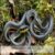 How Many Babies Do Snakes Have? Fascinating Facts About Snake Offspring